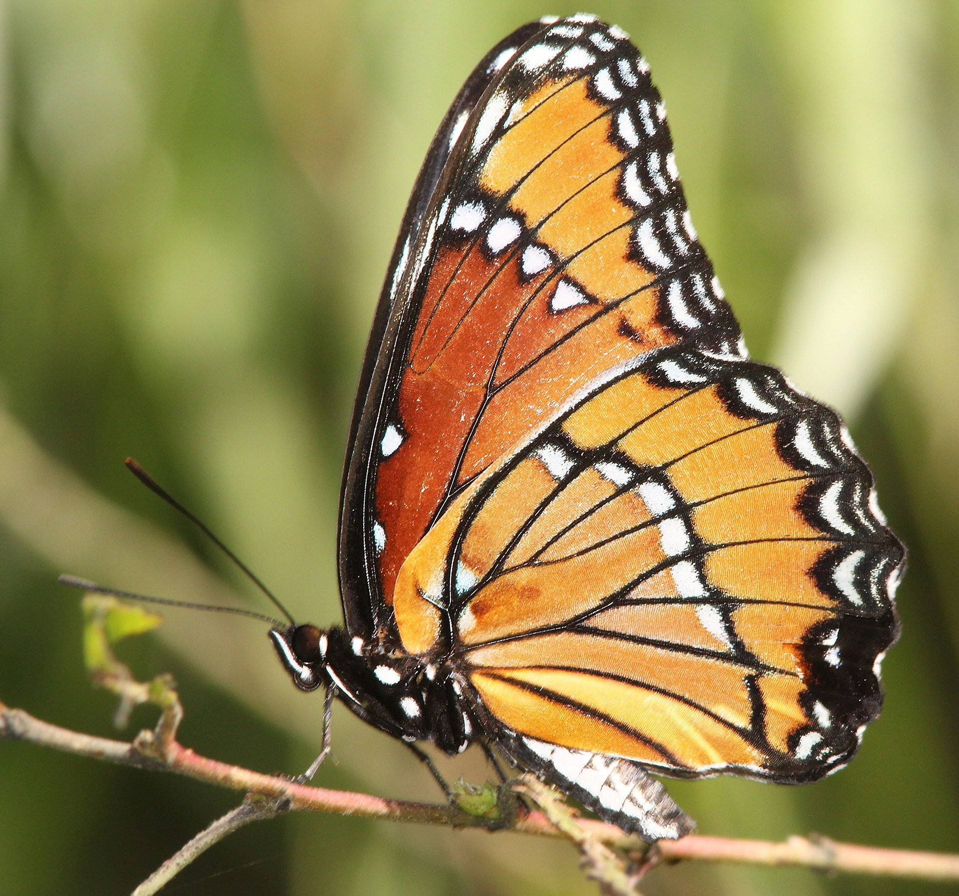Mimicry – Easy Peasy All-in-One Homeschool